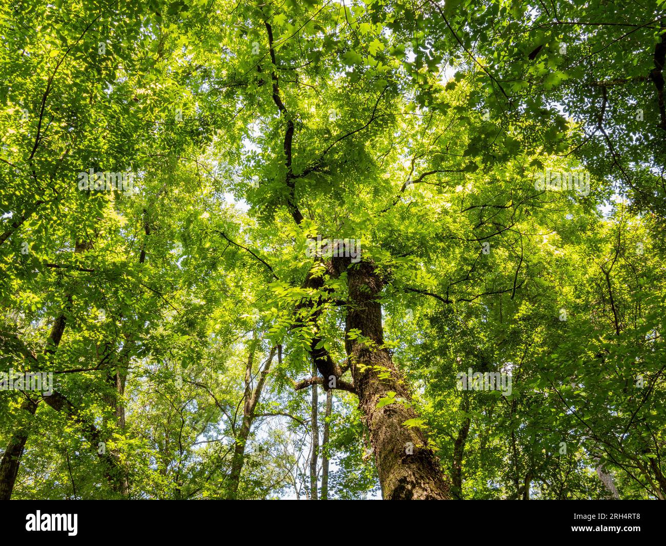 Hiking in the Pine Ridge Loop of Caddo Lake State Park at Texas Stock ...