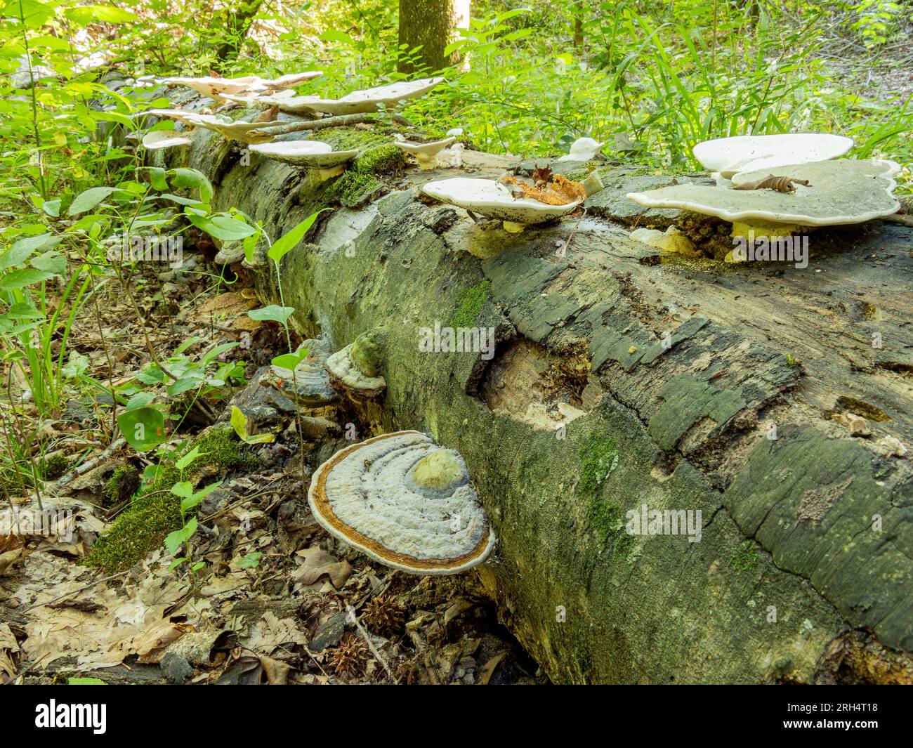 Close up shot of fungus growing in Caddo Lake State Park at Texas Stock ...
