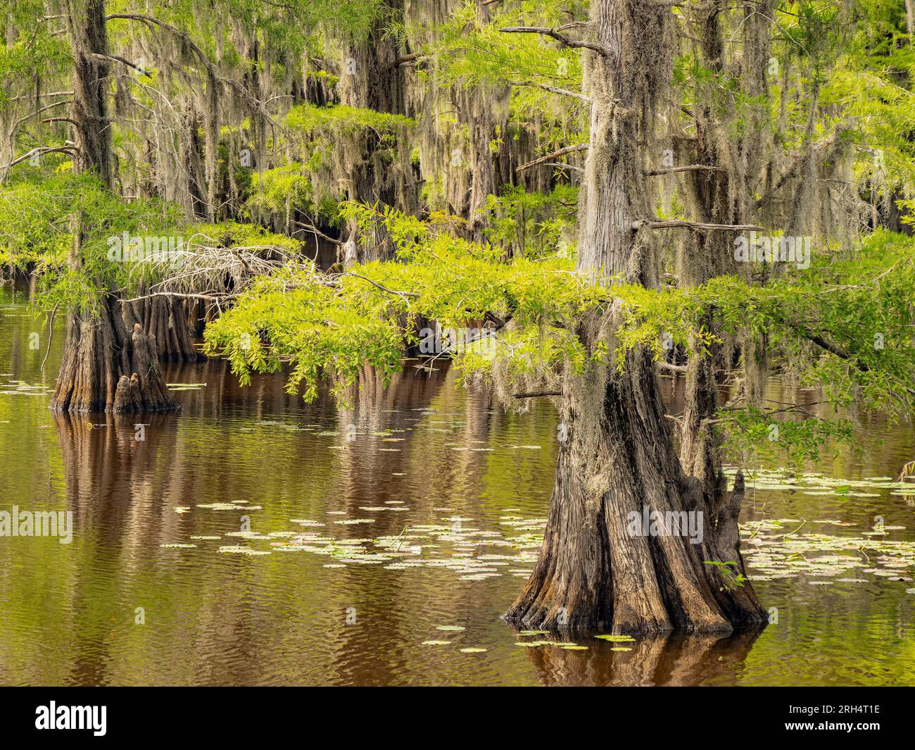 Sunny view of many bald cypress in Caddo Lake State Park at Texas Stock ...