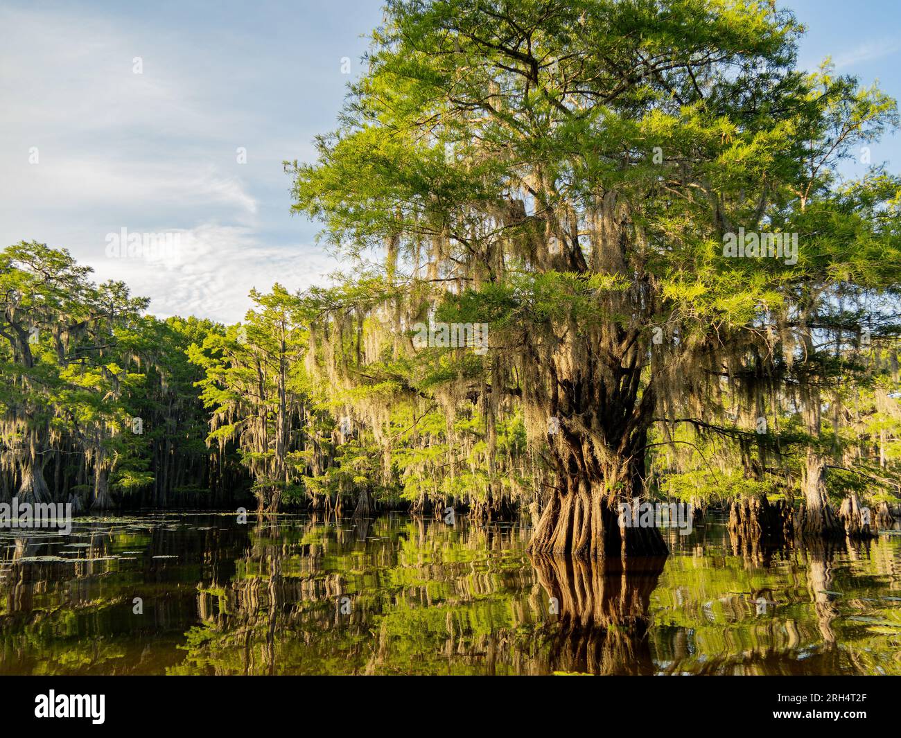 Sunny view of many bald cypress in Caddo Lake State Park at Texas Stock ...