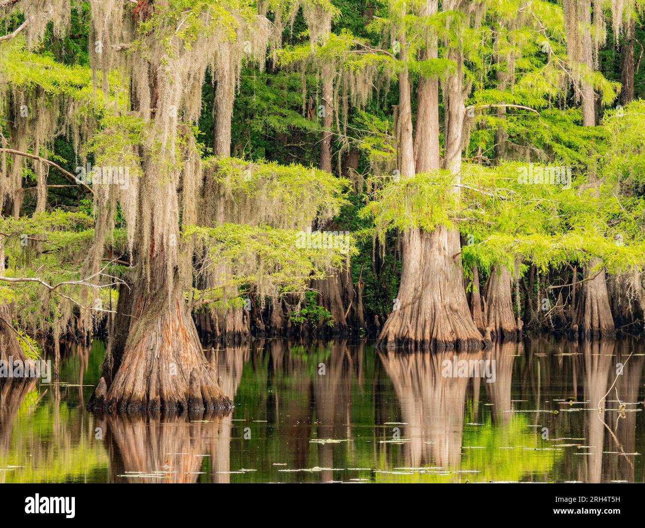 Sunny view of many bald cypress in Caddo Lake State Park at Texas Stock ...