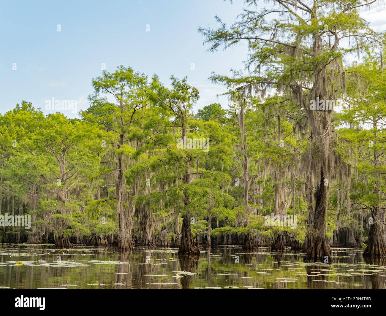 Sunny view of many bald cypress in Caddo Lake State Park at Texas Stock ...