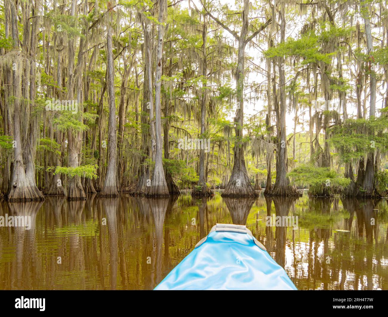 Kayaking in Caddo Lake State Park at Texas Stock Photo - Alamy