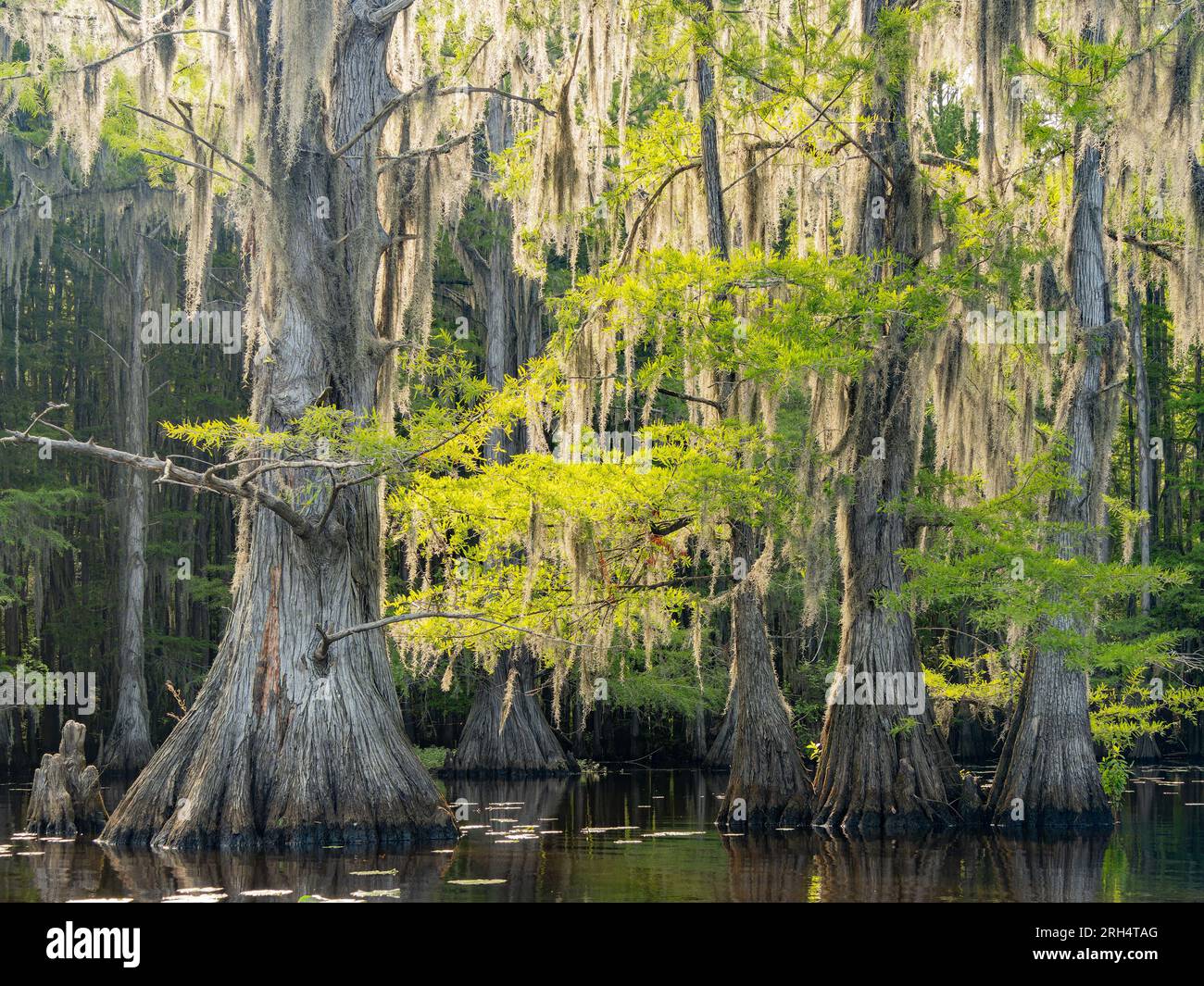 Sunny view of many bald cypress in Caddo Lake State Park at Texas Stock ...