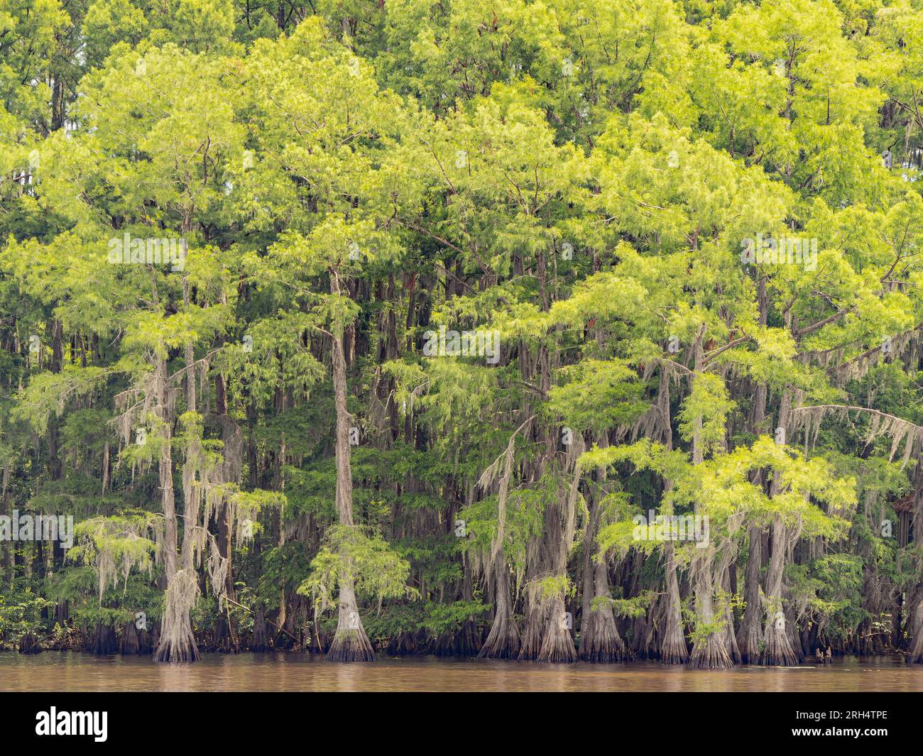 Sunny view of the cypress landscape from Johnson's Ranch Marina at ...