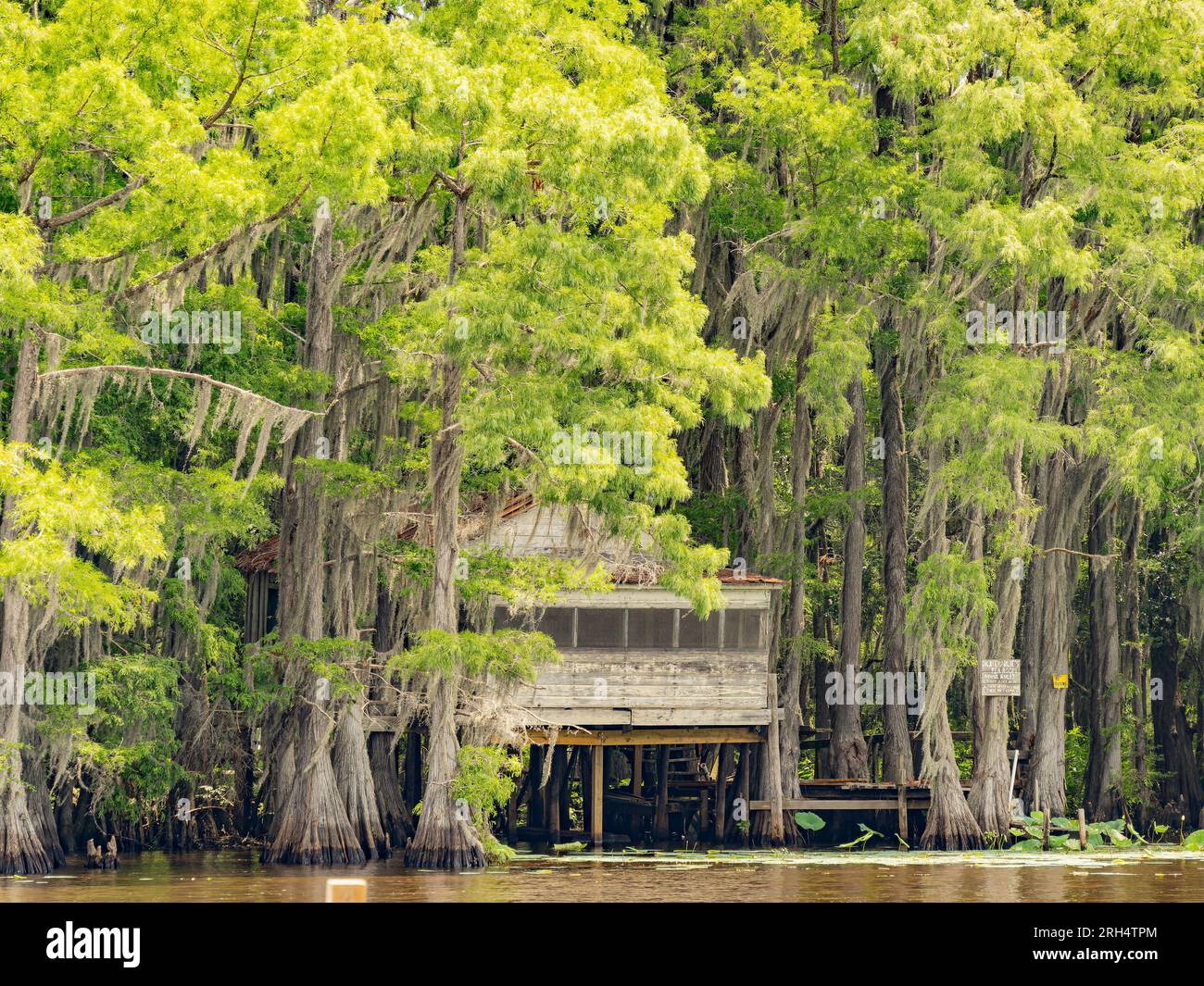 Sunny view of the cypress landscape from Johnson's Ranch Marina at ...