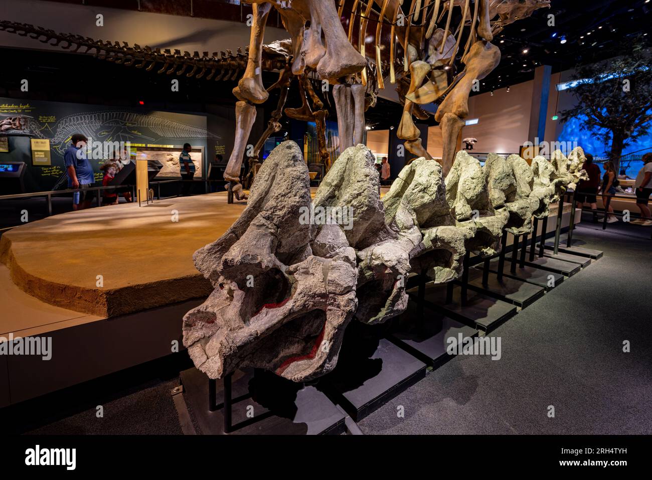 Perot museum dinosaur hi-res stock photography and images - Alamy