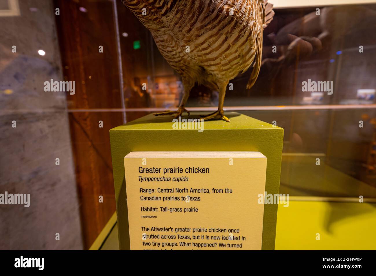 Texas, JUL 3 2023 - Interior view of the Perot Museum of Nature and ...