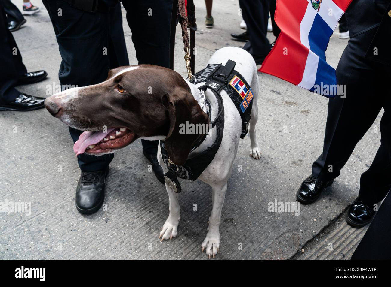 Dog elected mayor hi-res stock photography and images - Alamy