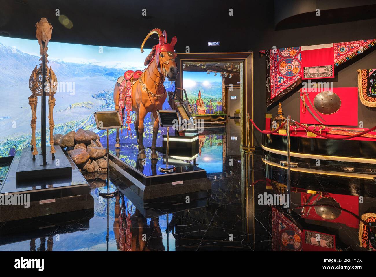 Horse skeleton hi-res stock photography and images - Alamy