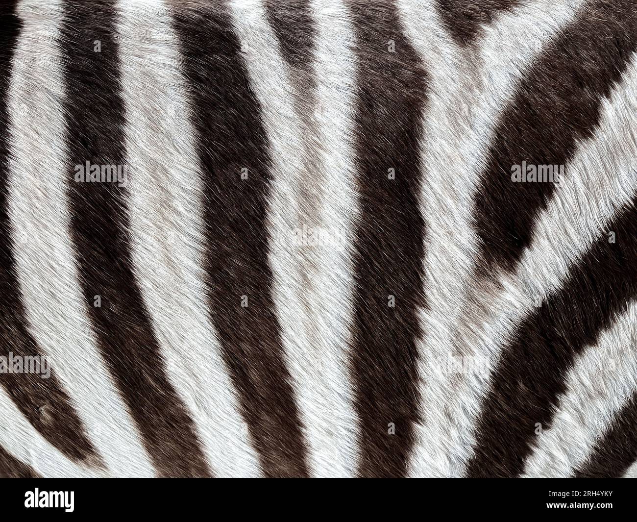 Zebra fur pattern background. close up black and white zebra surface ...