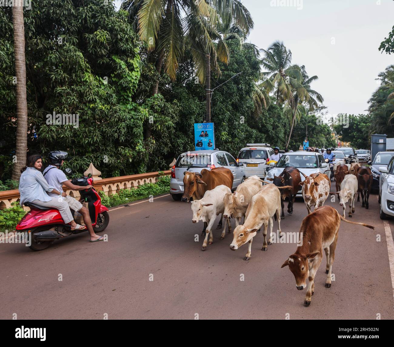 Arjuna, Goa, India. 14th Aug, 2023. Cows bring traffic to stand still ...