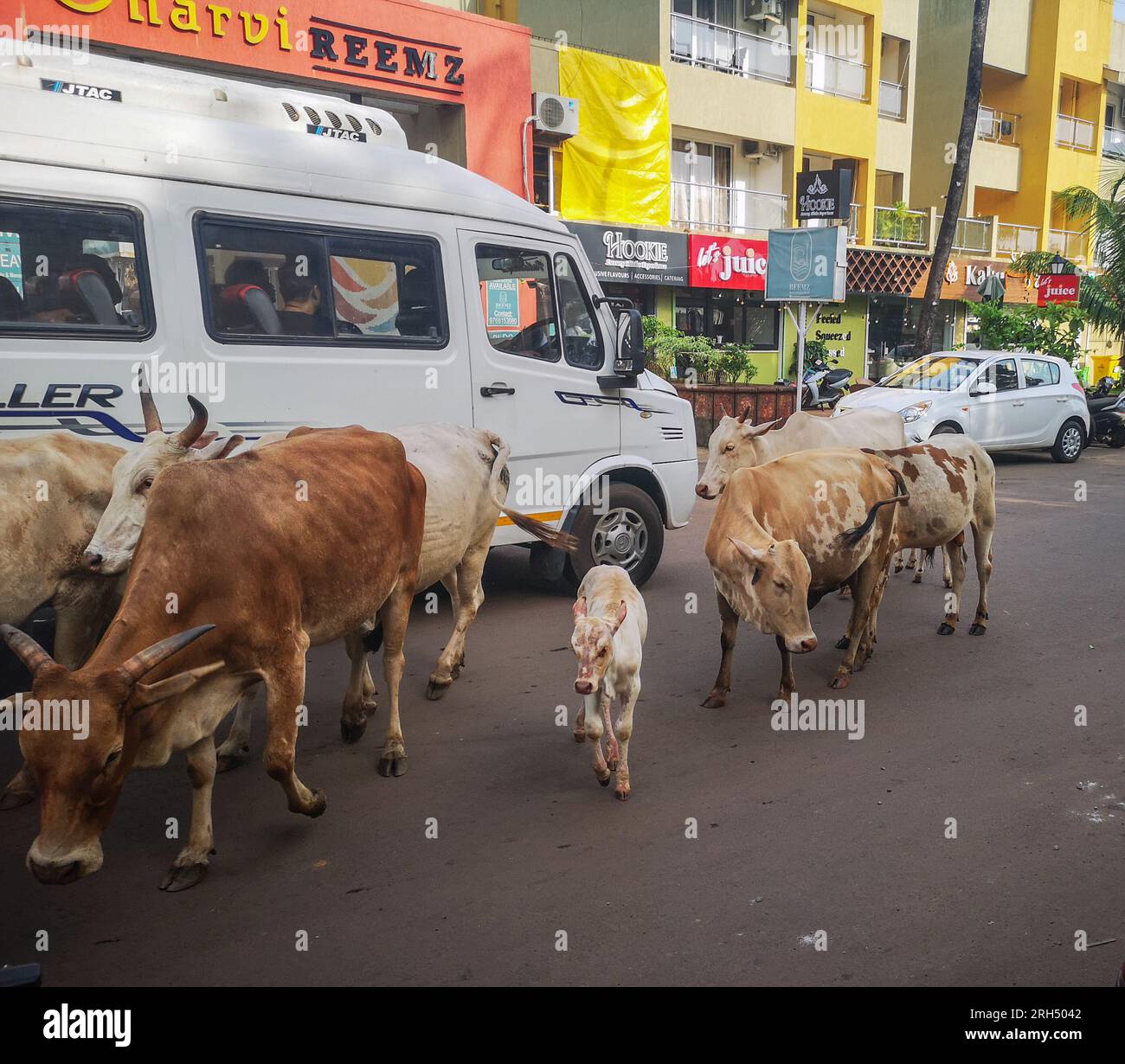 Arjuna, Goa, India. 14th Aug, 2023. Cows bring traffic to stand still ...