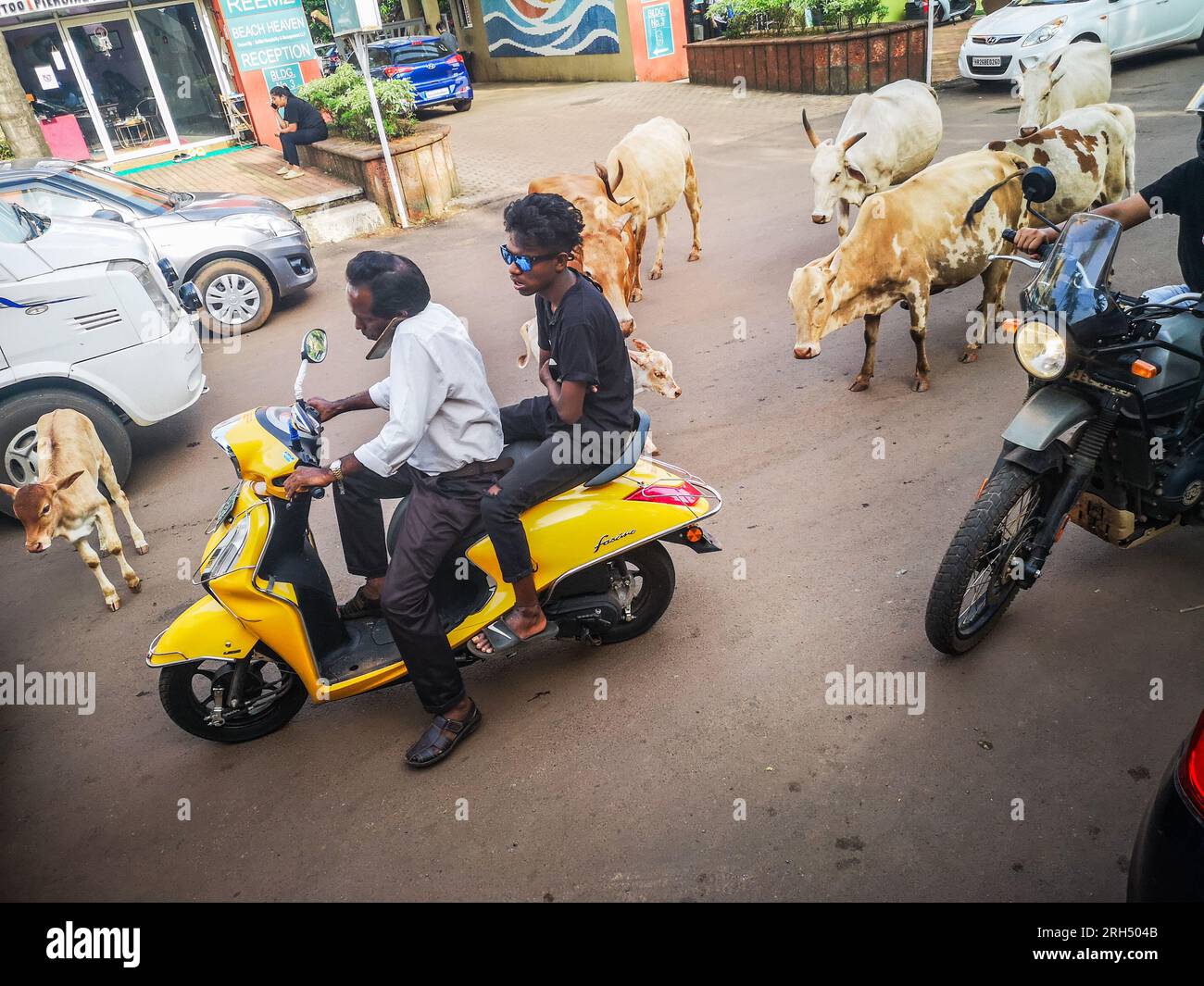 Arjuna, Goa, India. 14th Aug, 2023. Cows bring traffic to stand still ...
