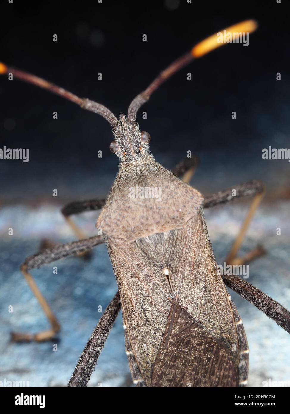 A leaf-footed bug from Texas, USA identified as Acanthocephala ...