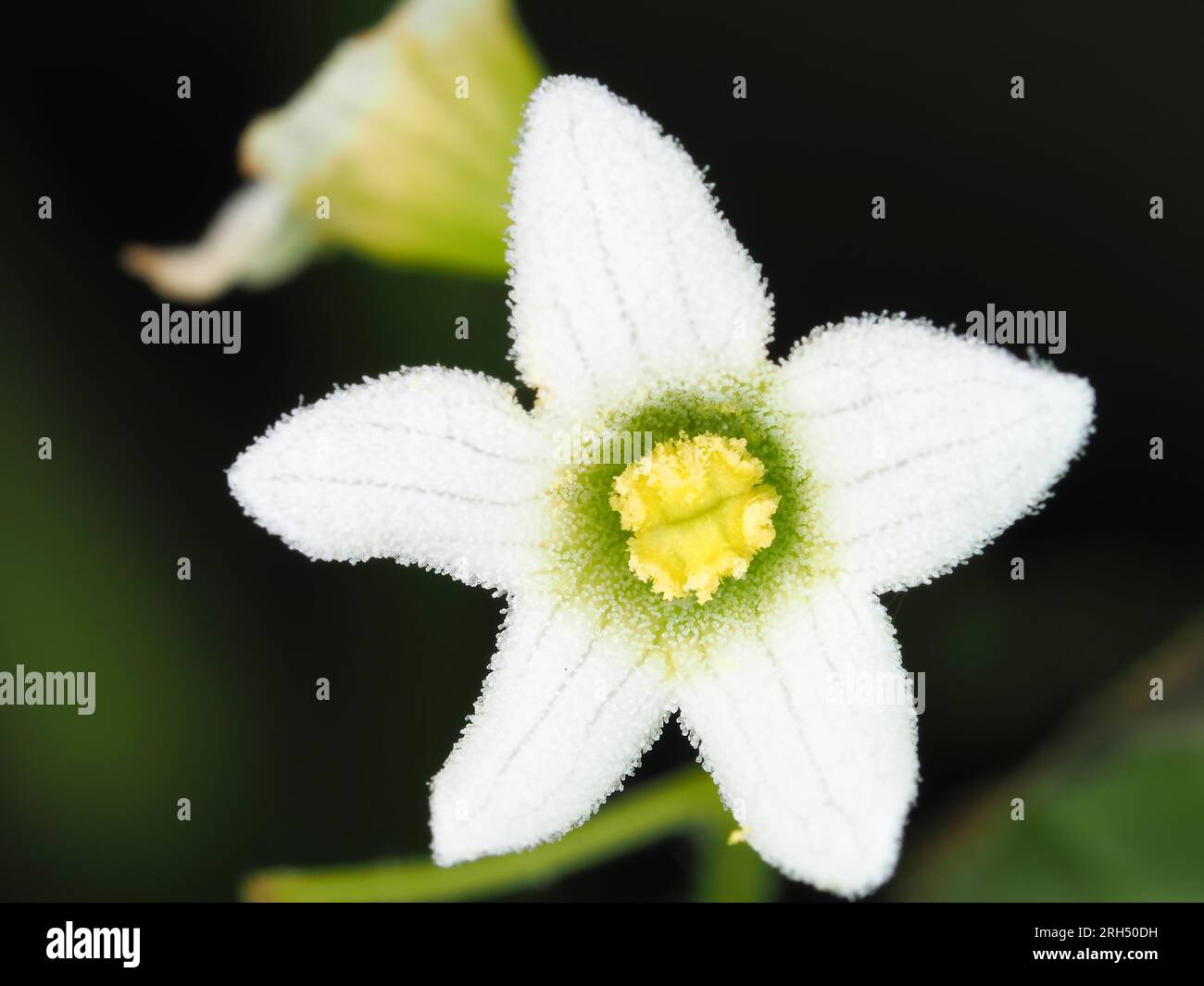 Oregon manroot (Marah oreganus) flower Stock Photo - Alamy