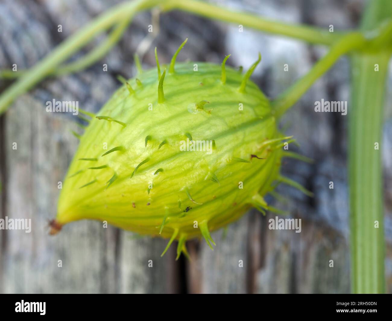 Cucurbitales hi-res stock photography and images - Alamy