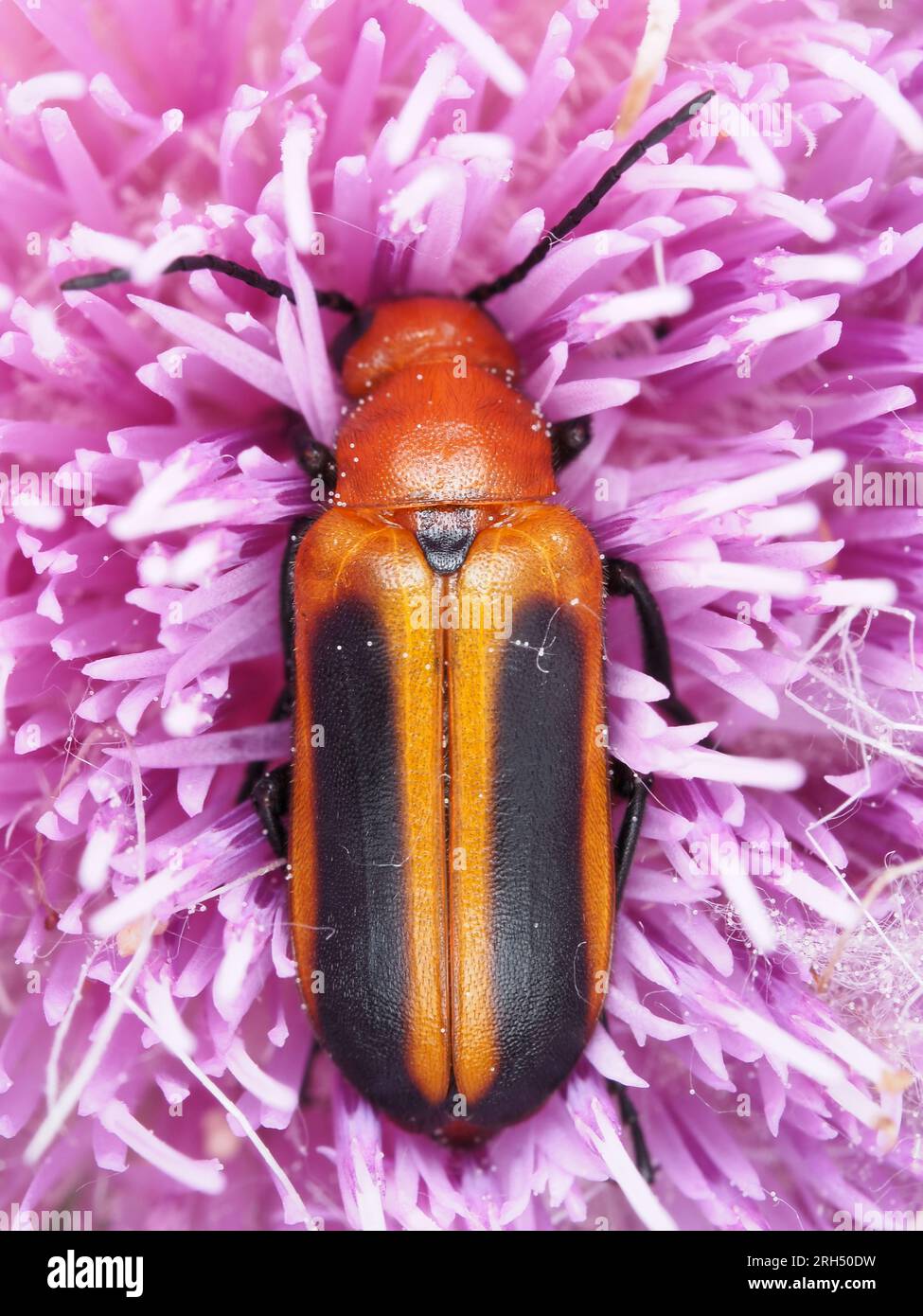 Cucujiformia hi-res stock photography and images - Alamy