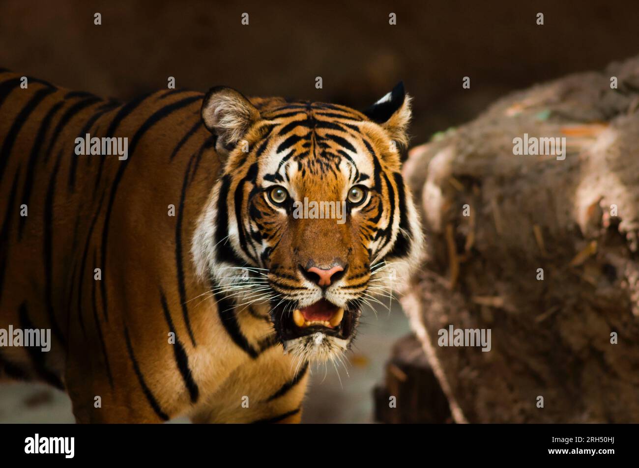 Portrait of a Royal Bengal Tiger, alert and staring at the Camera ...