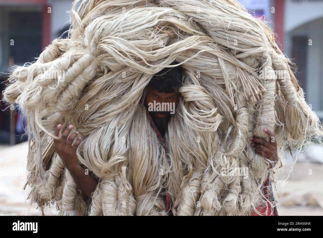 A worker taking newly harvested jute down at Kalampur Jute Market at ...