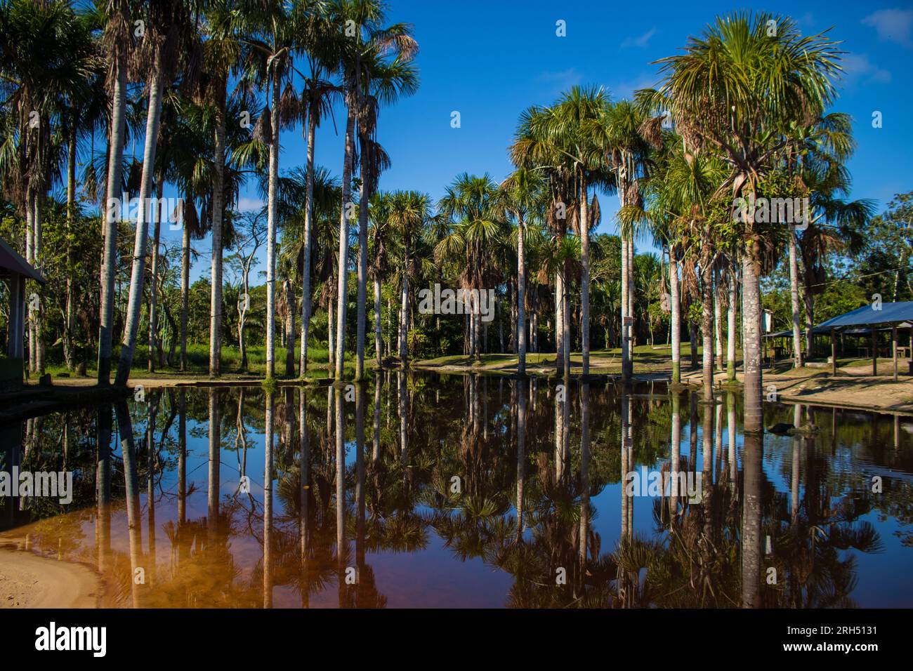The aguajales are humid ecosystems in the Amazon, they capture amounts ...