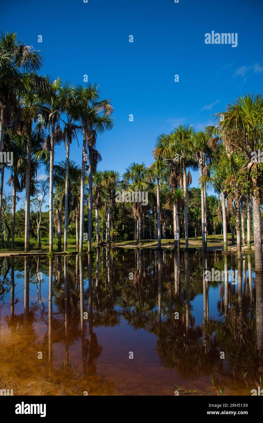 The aguajales are humid ecosystems in the Amazon, they capture amounts ...