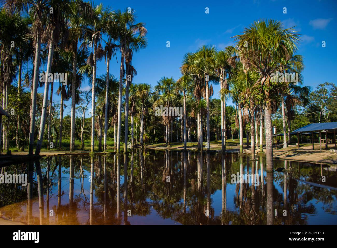 The aguajales are humid ecosystems in the Amazon, they capture amounts ...