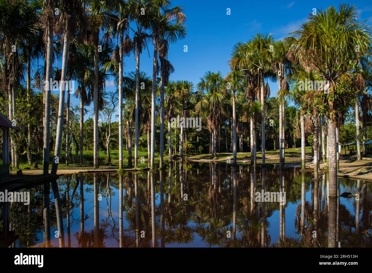 The aguajales are humid ecosystems in the Amazon, they capture amounts ...