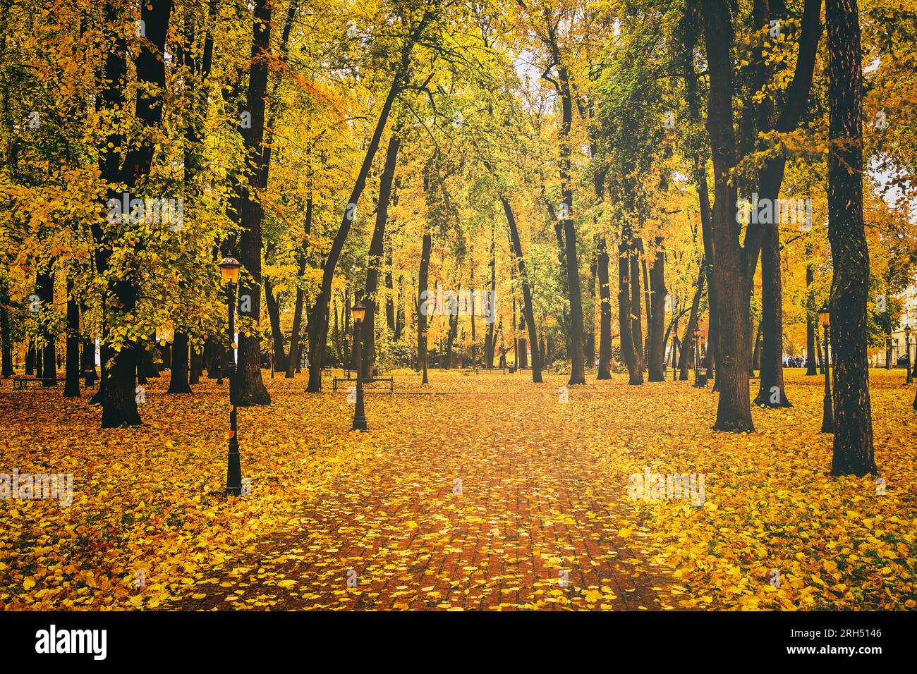 Golden autumn in a city park with trees and fallen yellow leaves on a cloudy day. Vintage film ...