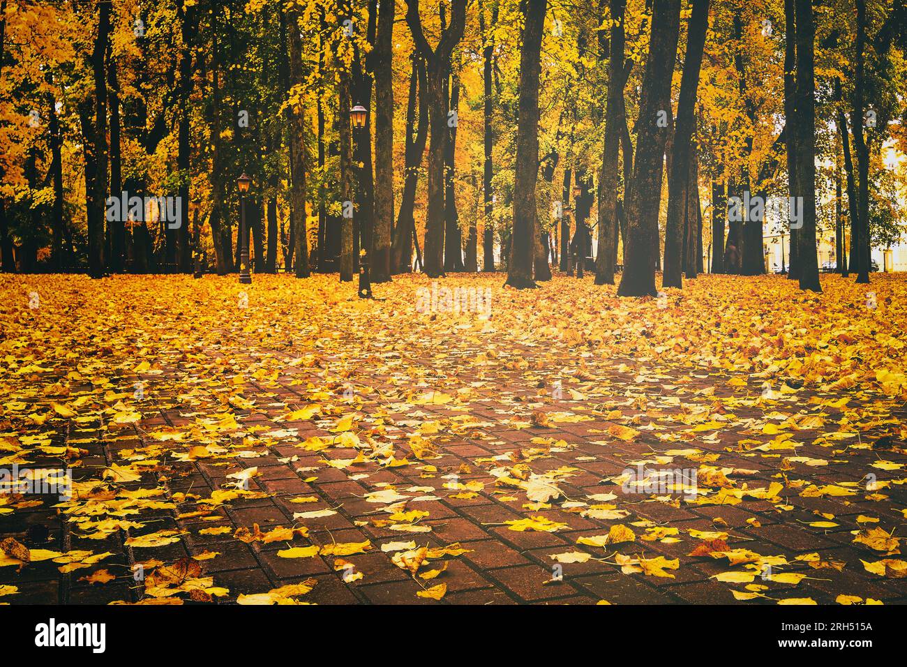 Golden autumn in a city park with trees and fallen yellow leaves on a cloudy day. Vintage film ...