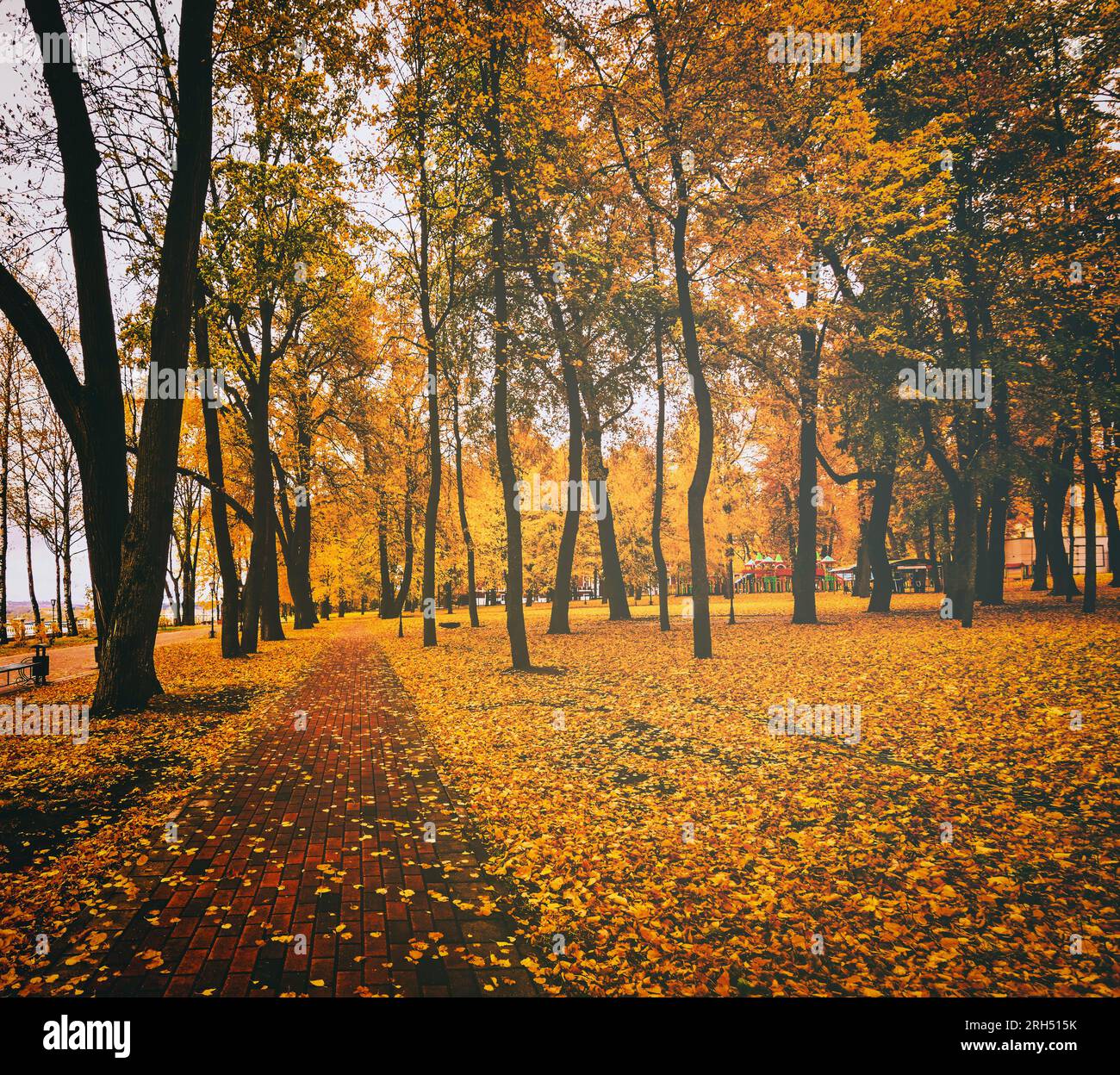 Golden autumn in a city park with trees and fallen yellow leaves on a cloudy day. Vintage film ...