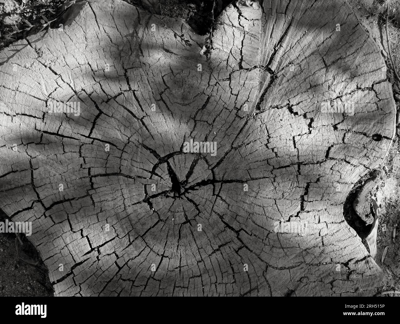 Tree stump surface hi-res stock photography and images - Alamy