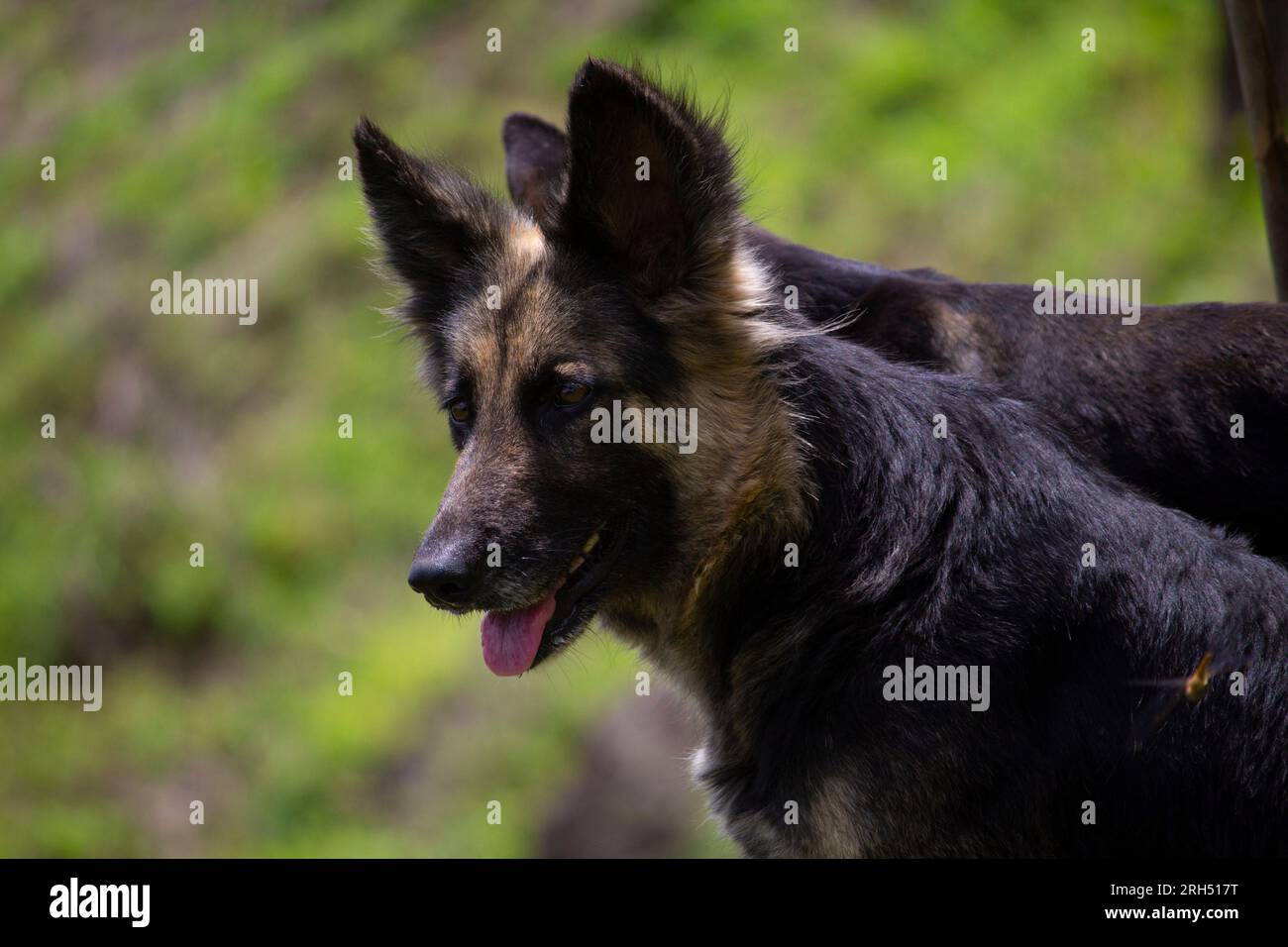 German shepherd, Dog, Breed Stock Photo - Alamy