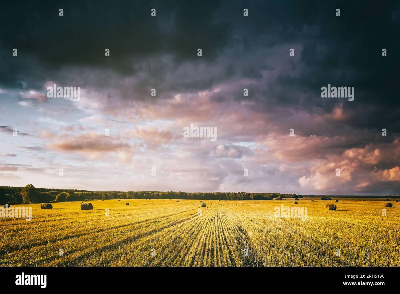 A field of golden haystacks on an autumn day, illuminated by sunlight ...