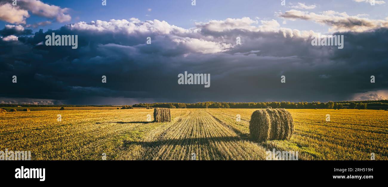 A field of golden haystacks on an autumn day, illuminated by sunlight ...