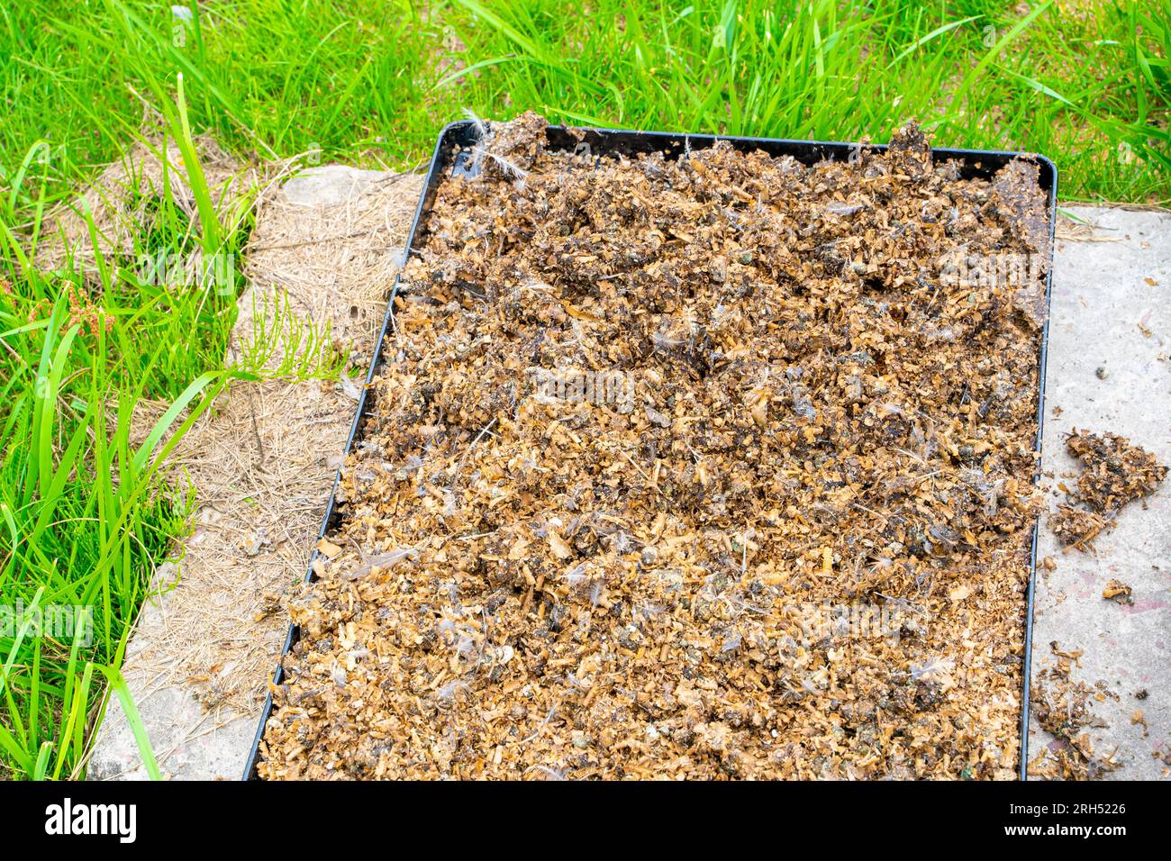 Bird feces hi-res stock photography and images - Alamy
