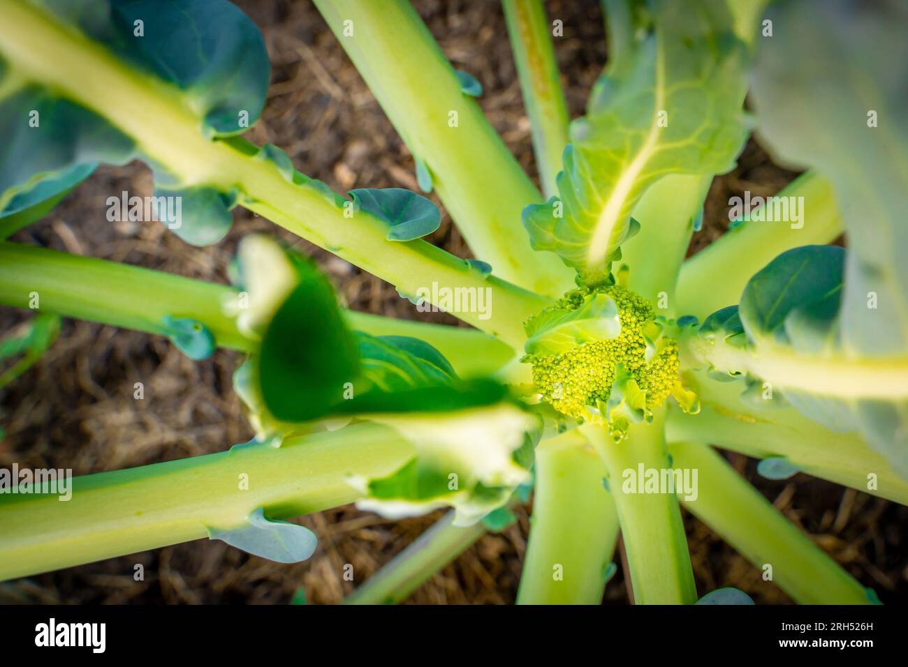 Broccoli inflorescence formation close-up. Growing healthy vegetables ...