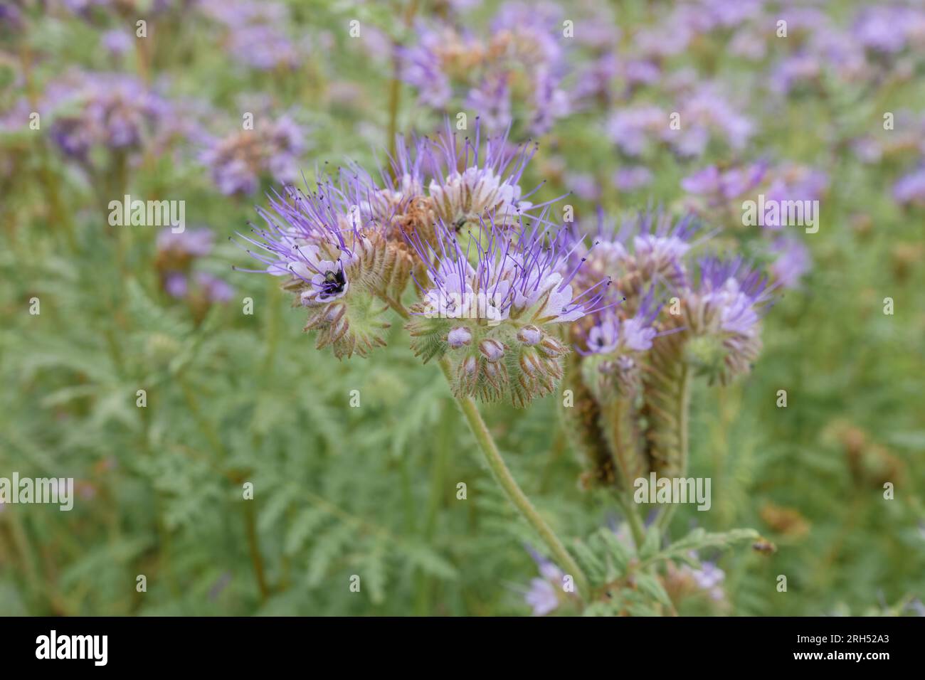 Phacelia tanacetifolia also known as scorpionweed or heliotrope growing ...