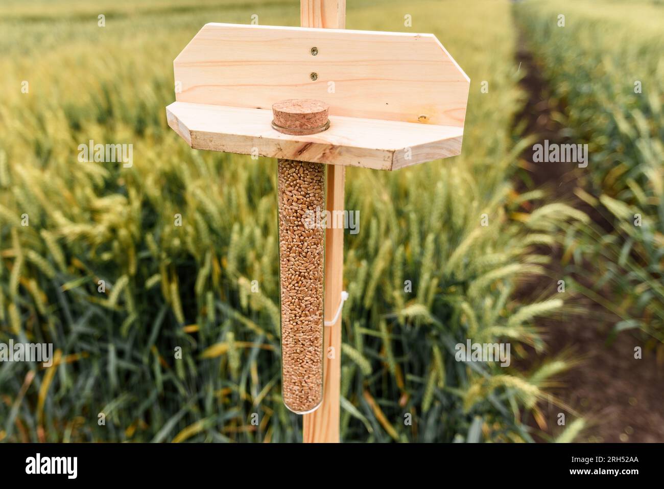 Wheat grains in plastic tube as seed sample, selective focus Stock ...