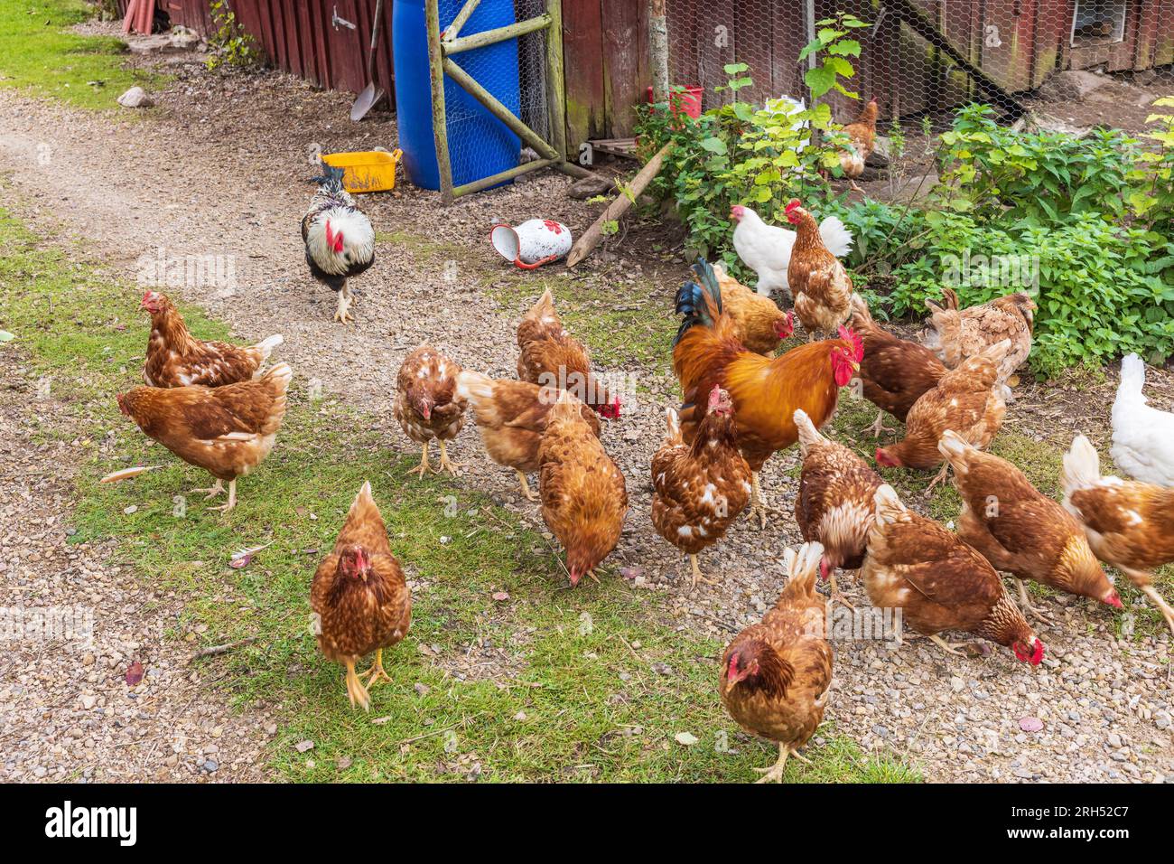 Free range hens outside a hencoop Stock Photo - Alamy