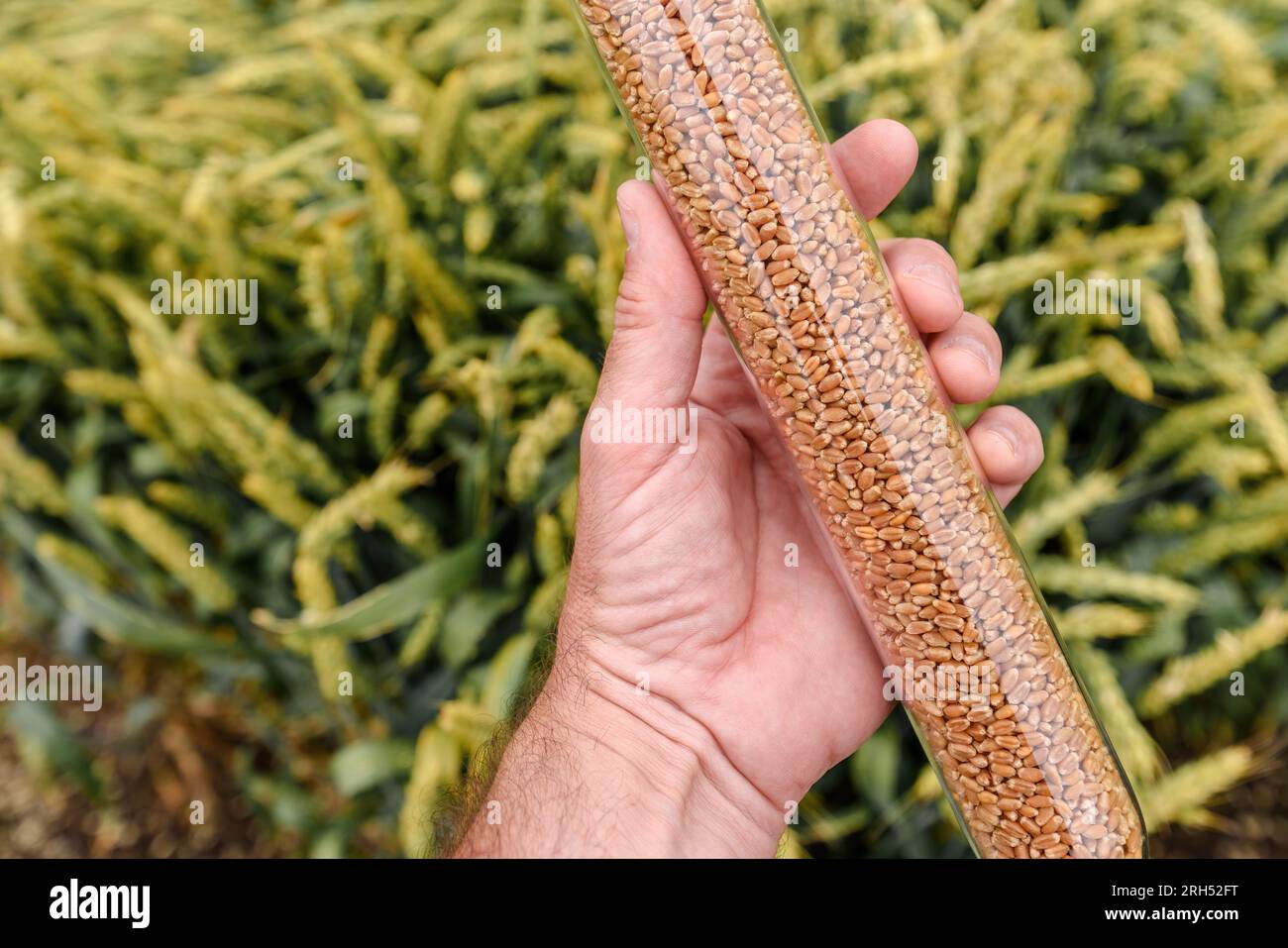 Farm worker agronomist holding plastic tube with wheat grain sample ...