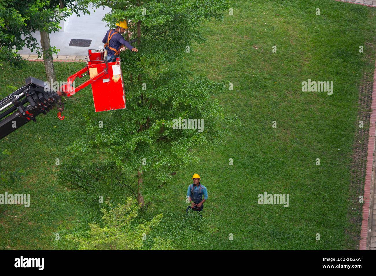 A trained worker is lifted on the crane to cut off the tree branches ...