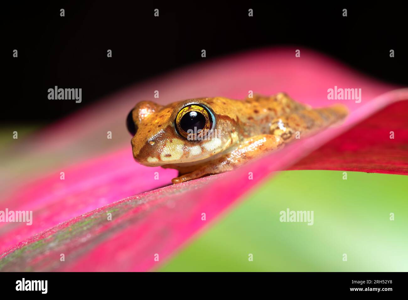 Boophis picturatus, endemic frog species in the family Mantellidae ...