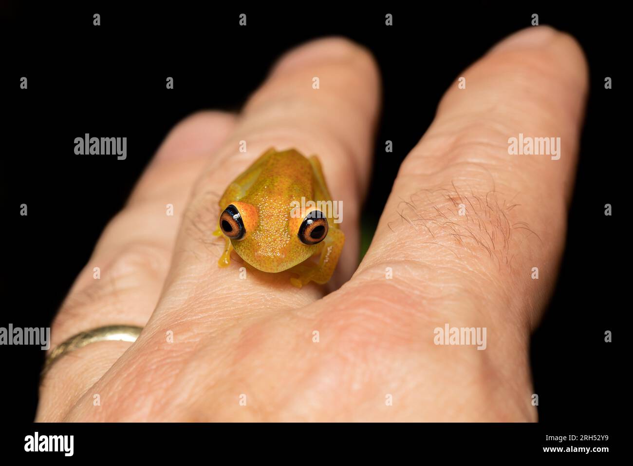 Green Bright-Eyed Frog (Boophis Viridis), species of endemic frog in ...