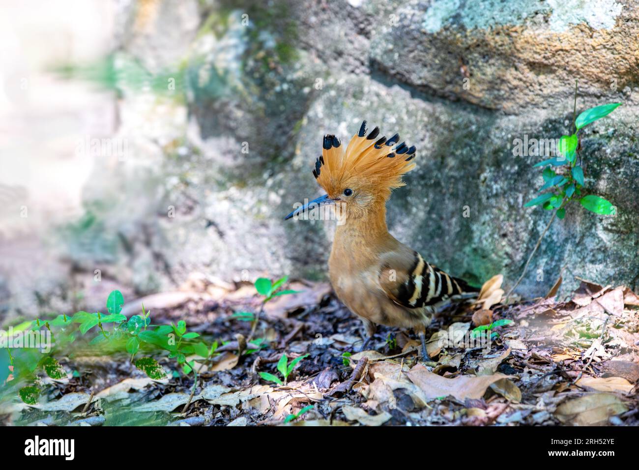 Madagascar hoopoe (Upupa marginata), species of hoopoe in the family ...