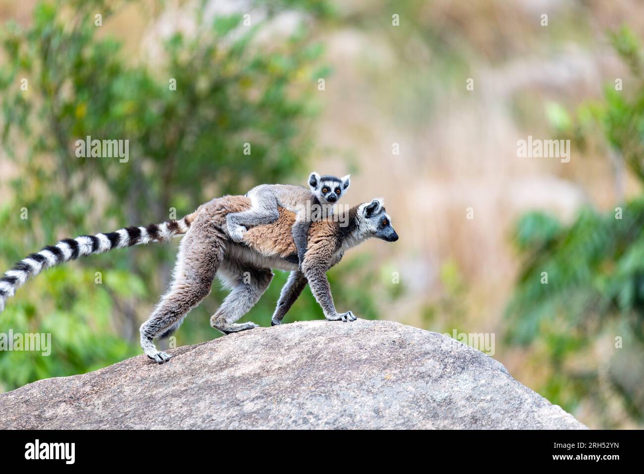 Ring-tailed lemur (Lemur catta), Mother with baby on back sitting on ...