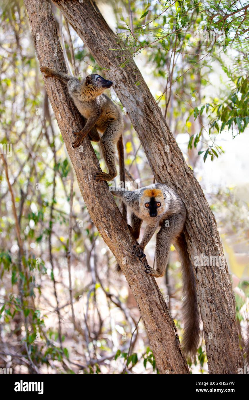 Red-Fronted Lemur (Eulemur Rufifrons), female with small cute baby ...