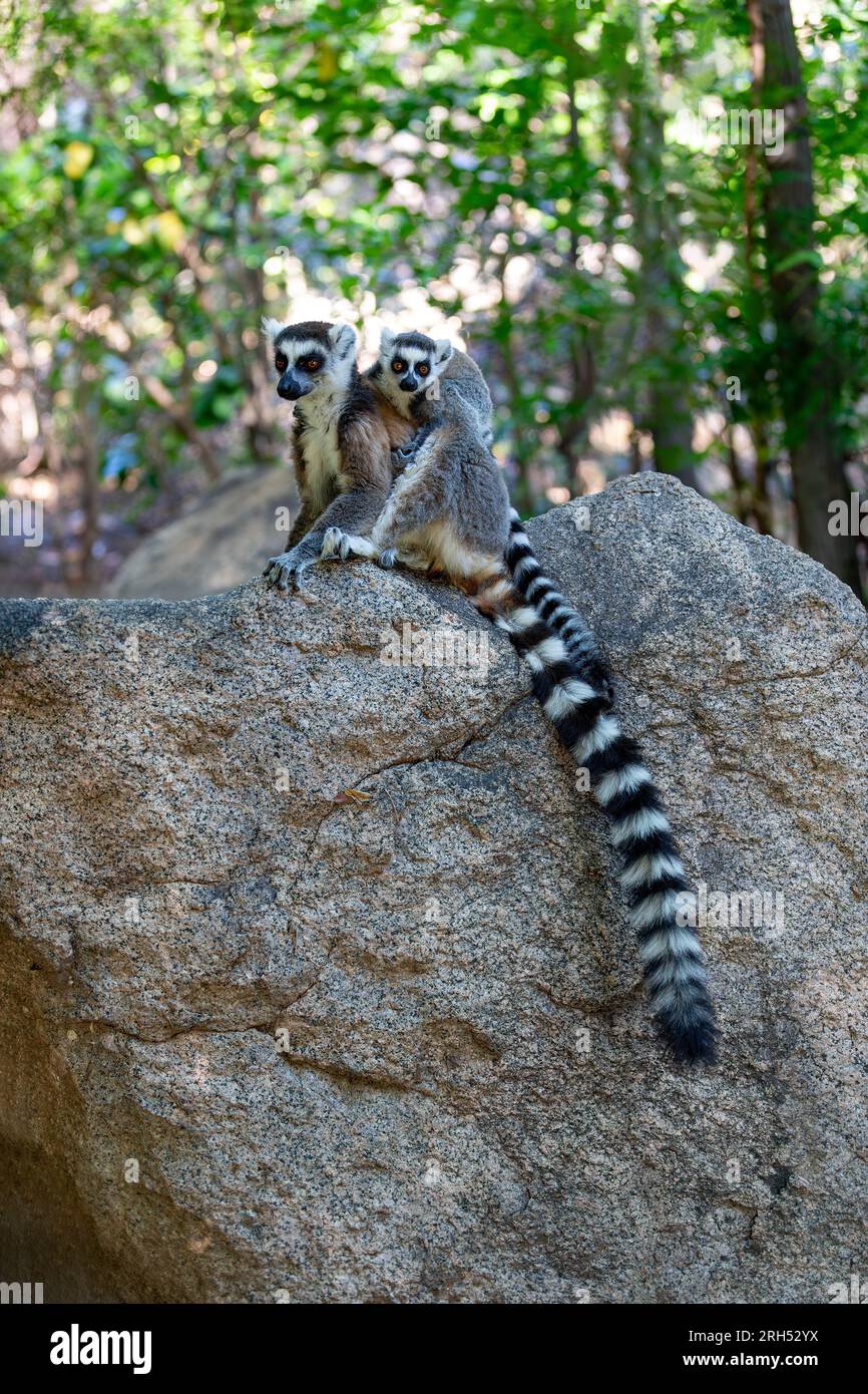 Ring-tailed lemur (Lemur catta), Mother with baby on back sitting on ...
