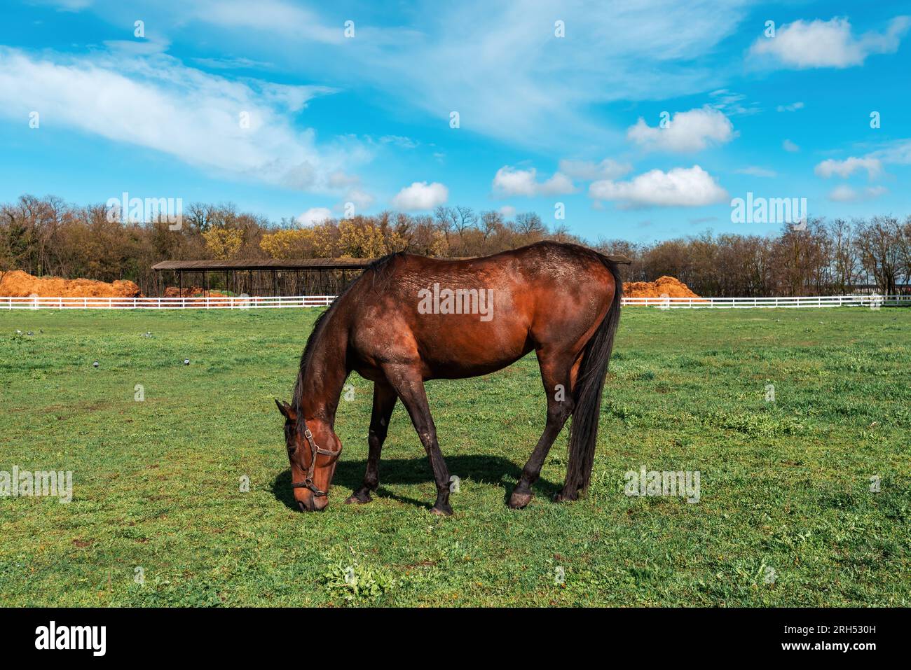 Beautiful brown horse mare grazing on lush meadow grass within a ...