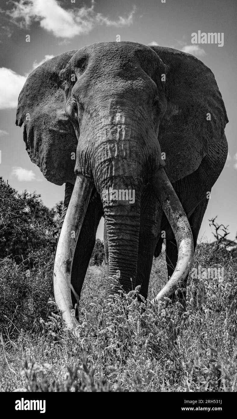 Largest tusker hi-res stock photography and images - Alamy